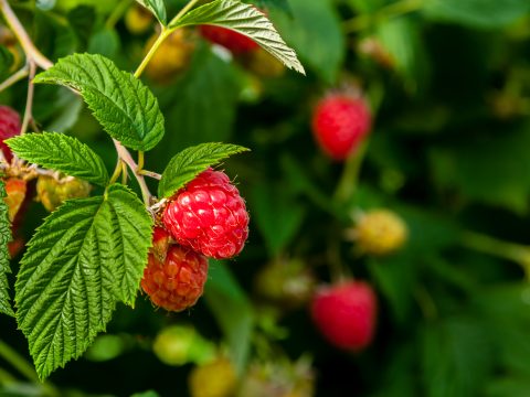 Why do raspberries come in different colours? - Micro Farm Days