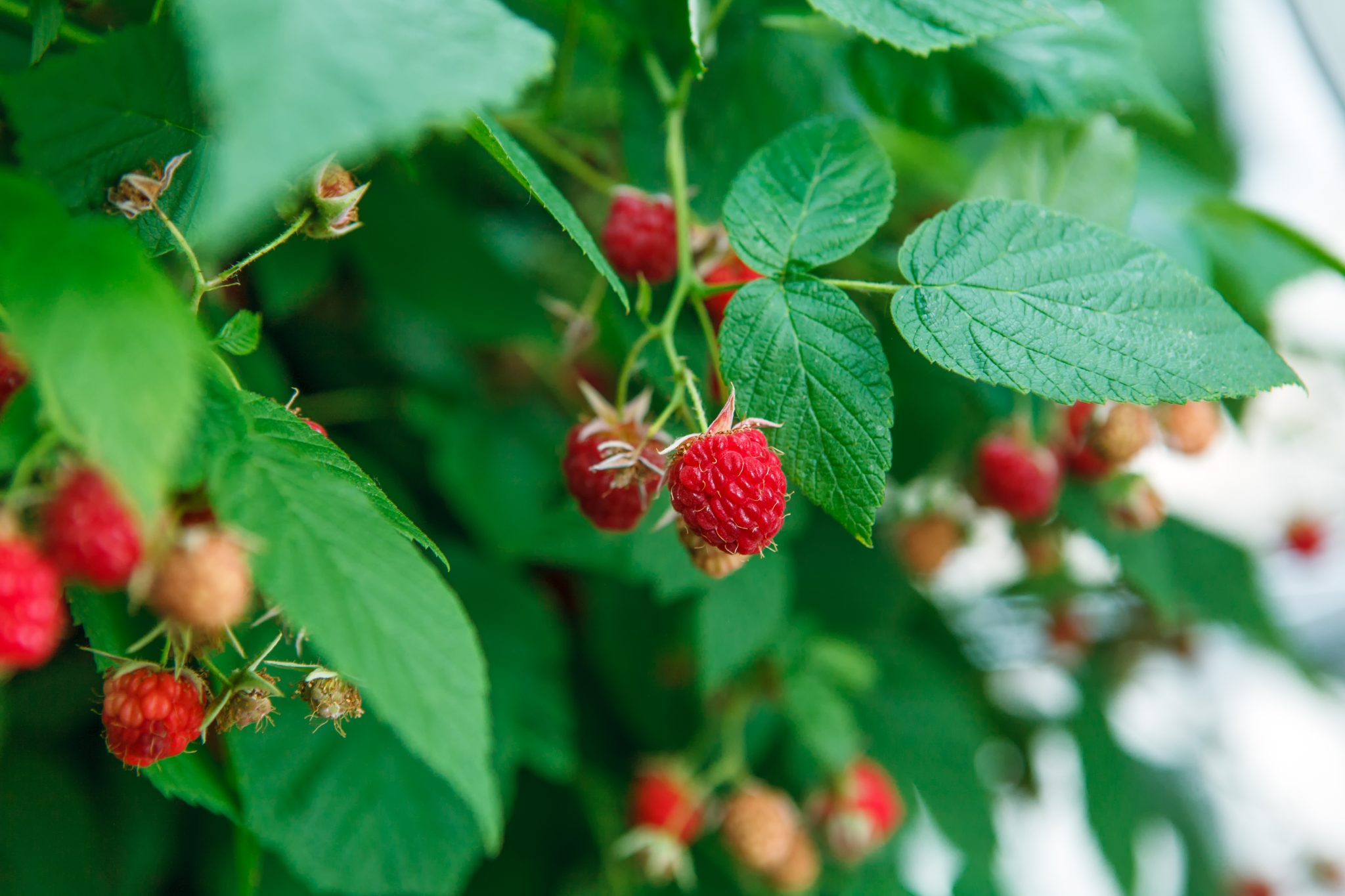 Why do raspberries come in different colours? - Micro Farm Days
