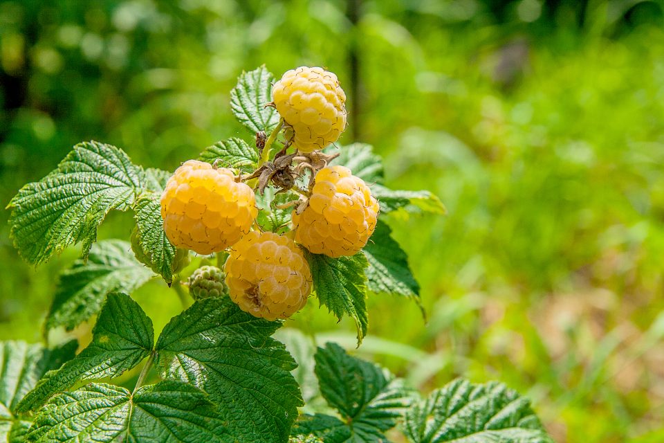 Why do raspberries come in different colours? - Micro Farm Days