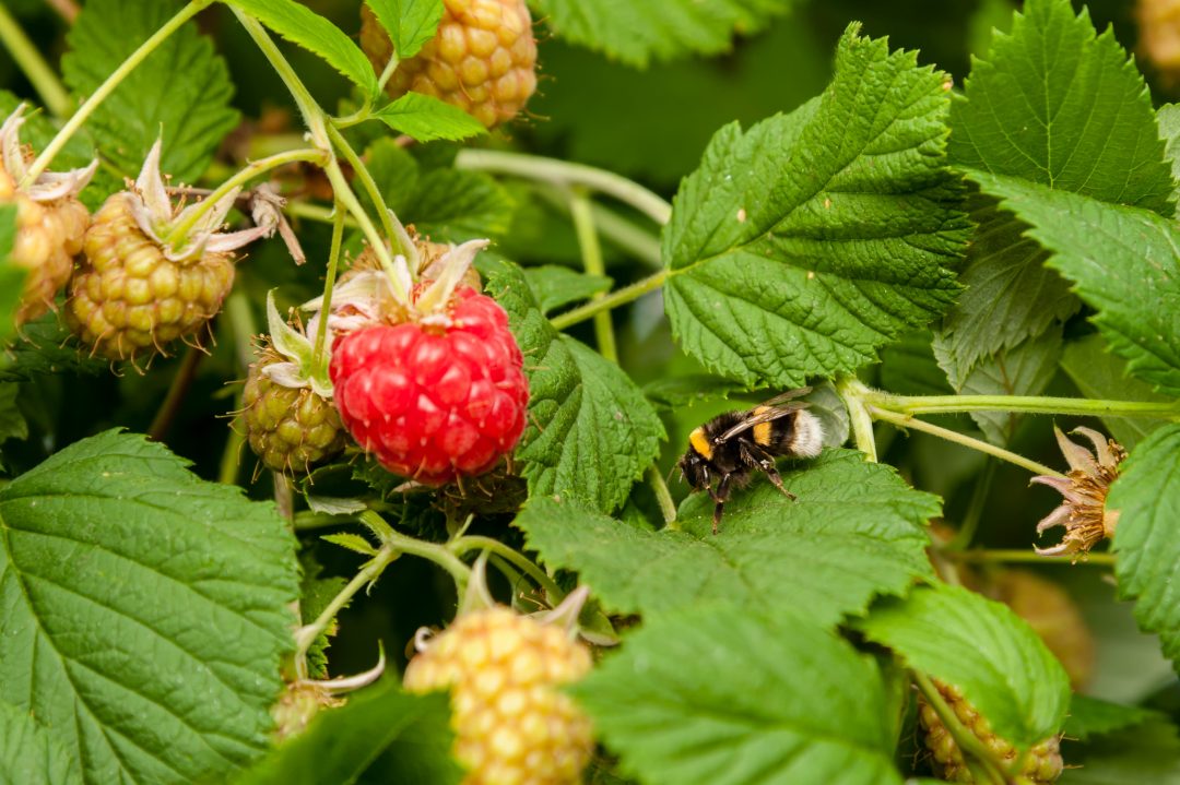 Why do raspberries come in different colours? - Micro Farm Days