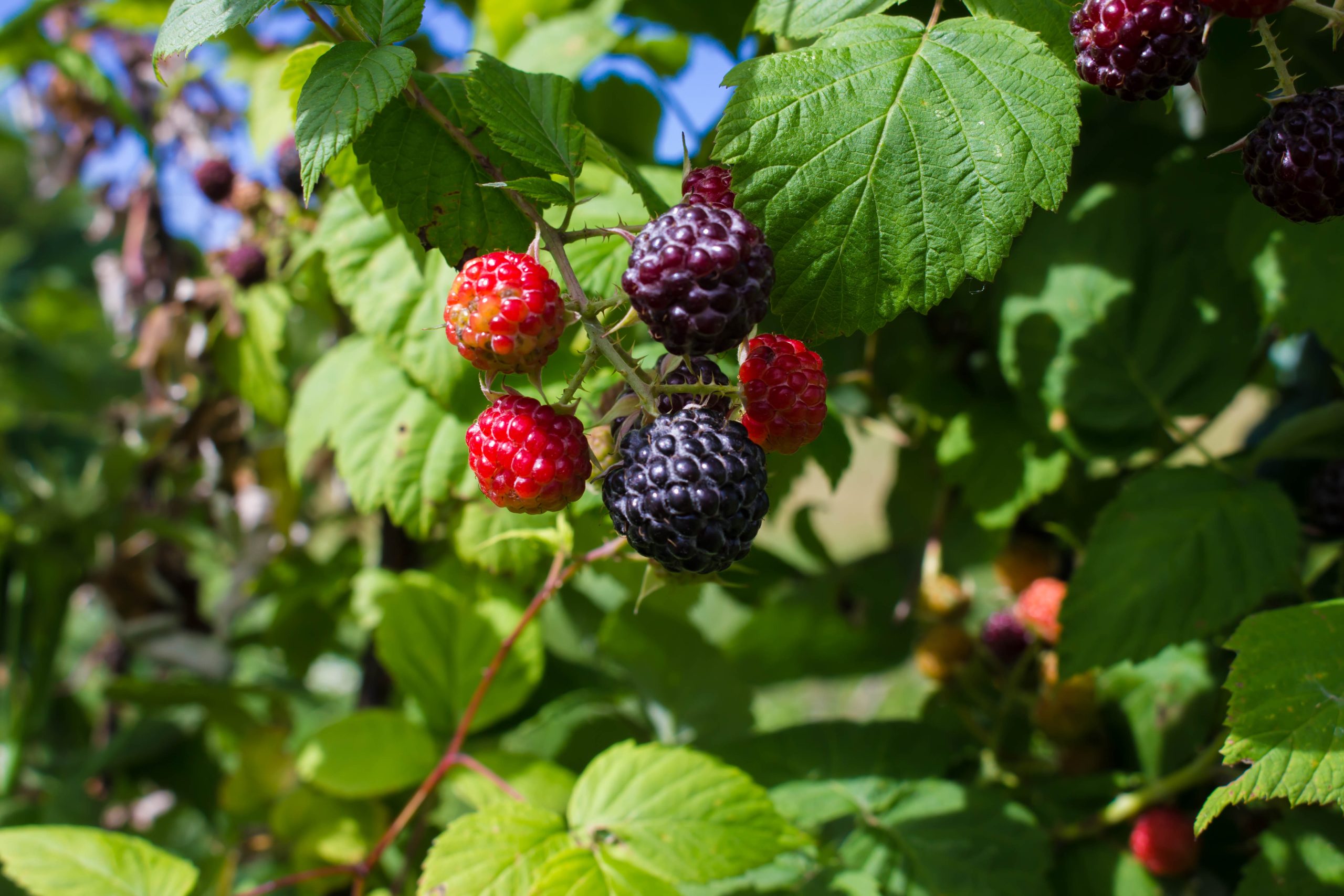 Why do raspberries come in different colours? - Micro Farm Days