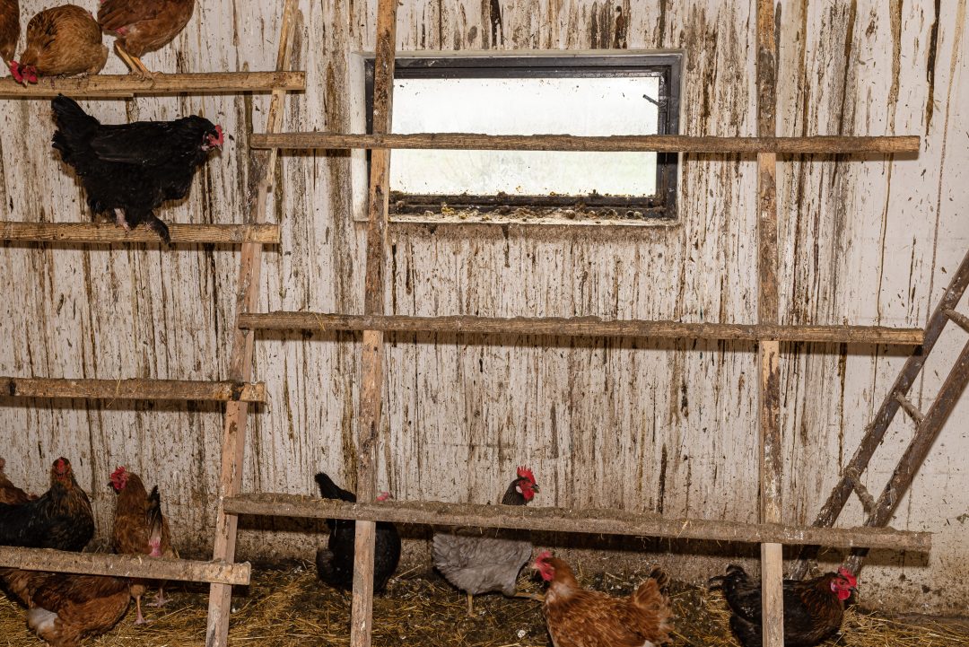 The Ultimate Guide to Chicken Roosts Including Answers to Commonly ...