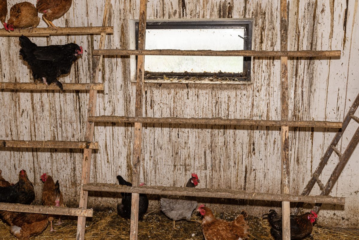 The Ultimate Guide to Chicken Roosts Including Answers to Commonly ...