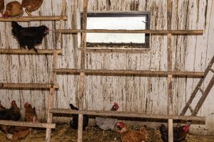 The Ultimate Guide to Chicken Roosts Including Answers to Commonly ...