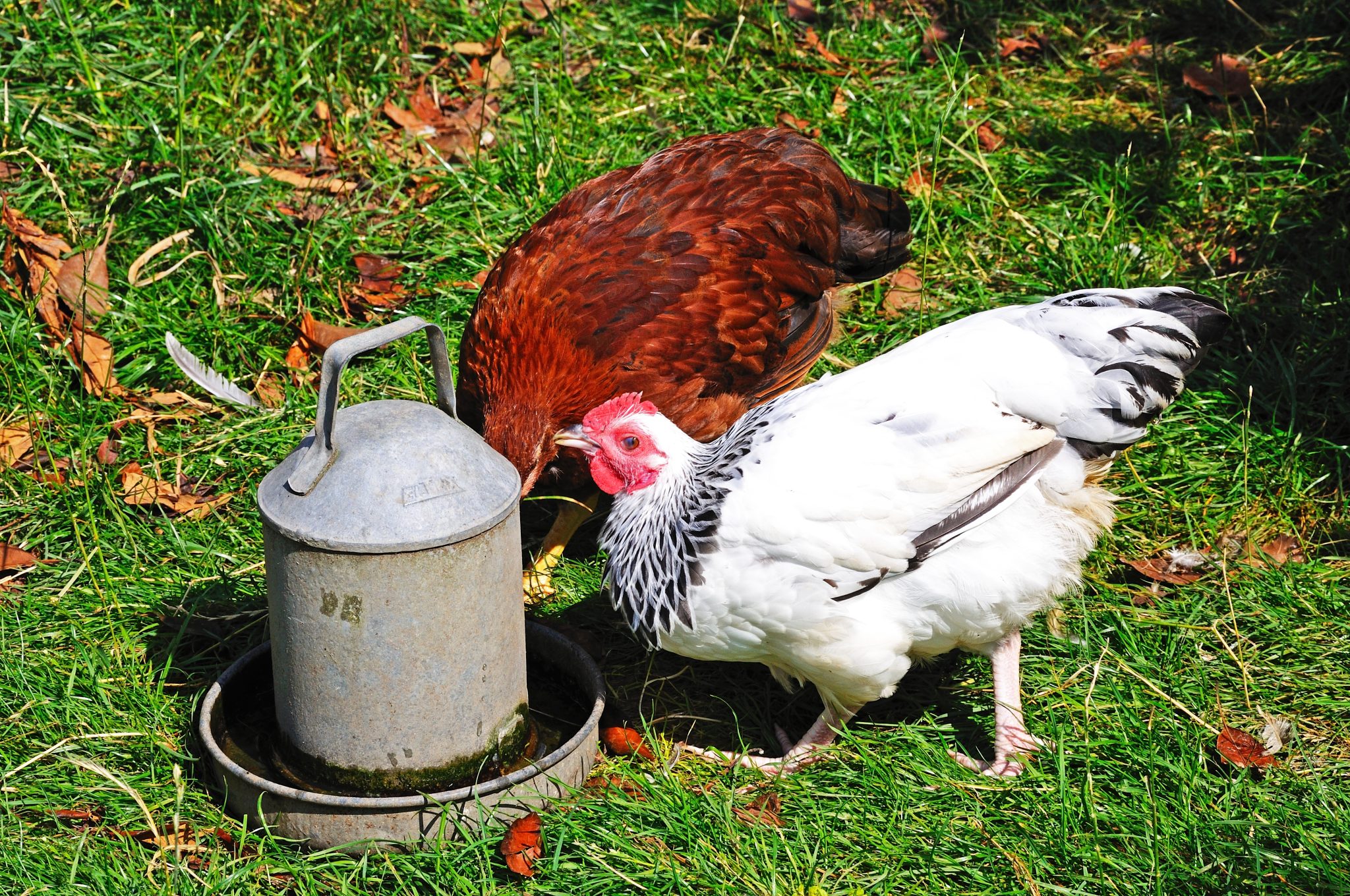 The Complete Guide to Watering your Back Garden Chickens - Micro Farm Days