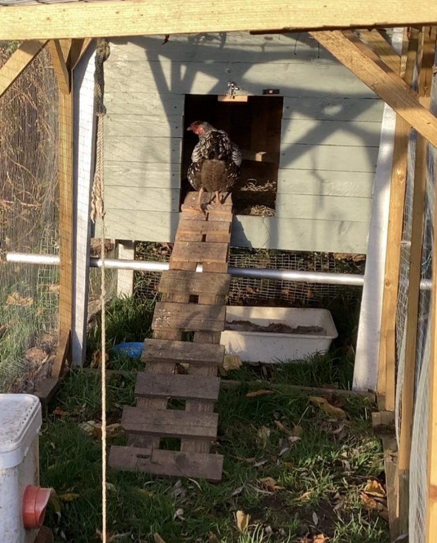 The Ultimate Guide to Chicken Roosts Including Answers to Commonly ...