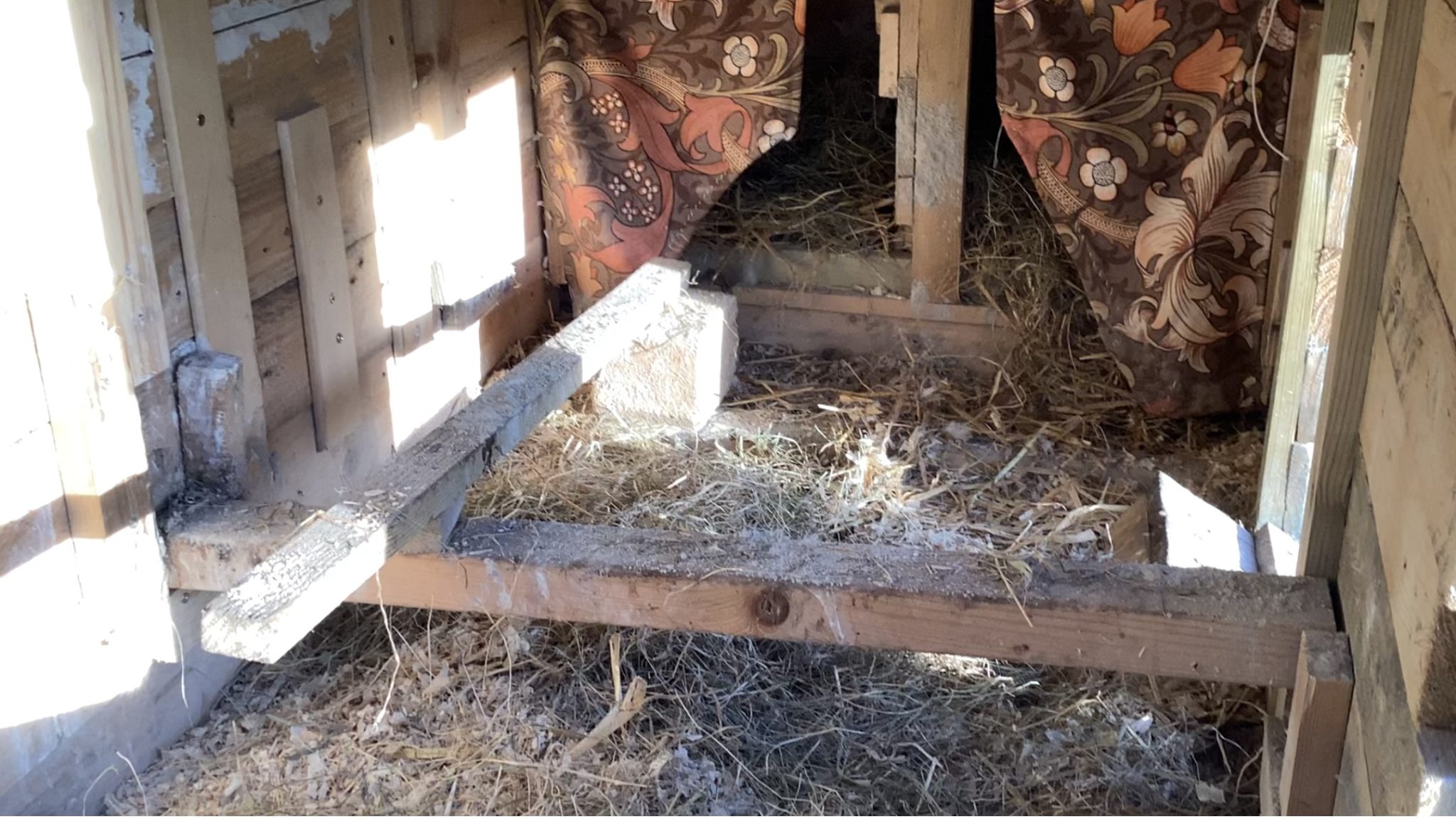 The Ultimate Guide to Chicken Roosts Including Answers to Commonly ...