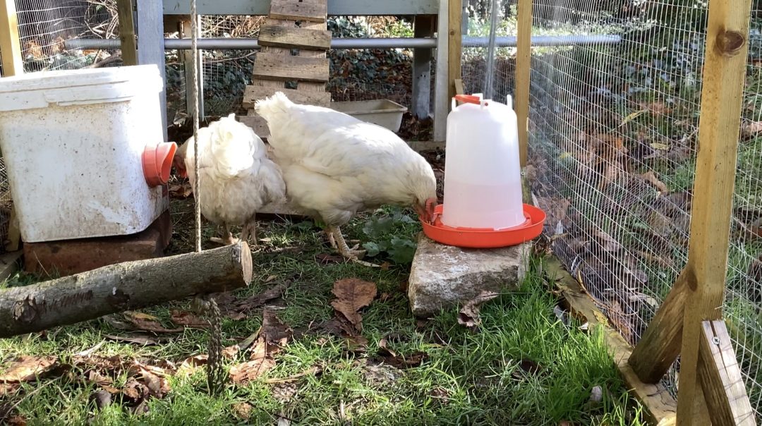 The Complete Guide to Watering your Back Garden Chickens - Micro Farm Days