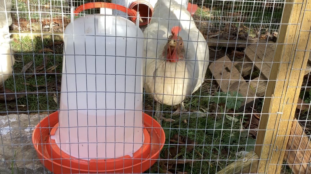 The Complete Guide to Watering your Back Garden Chickens - Micro Farm Days