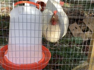 The Complete Guide to Watering your Back Garden Chickens - Micro Farm Days