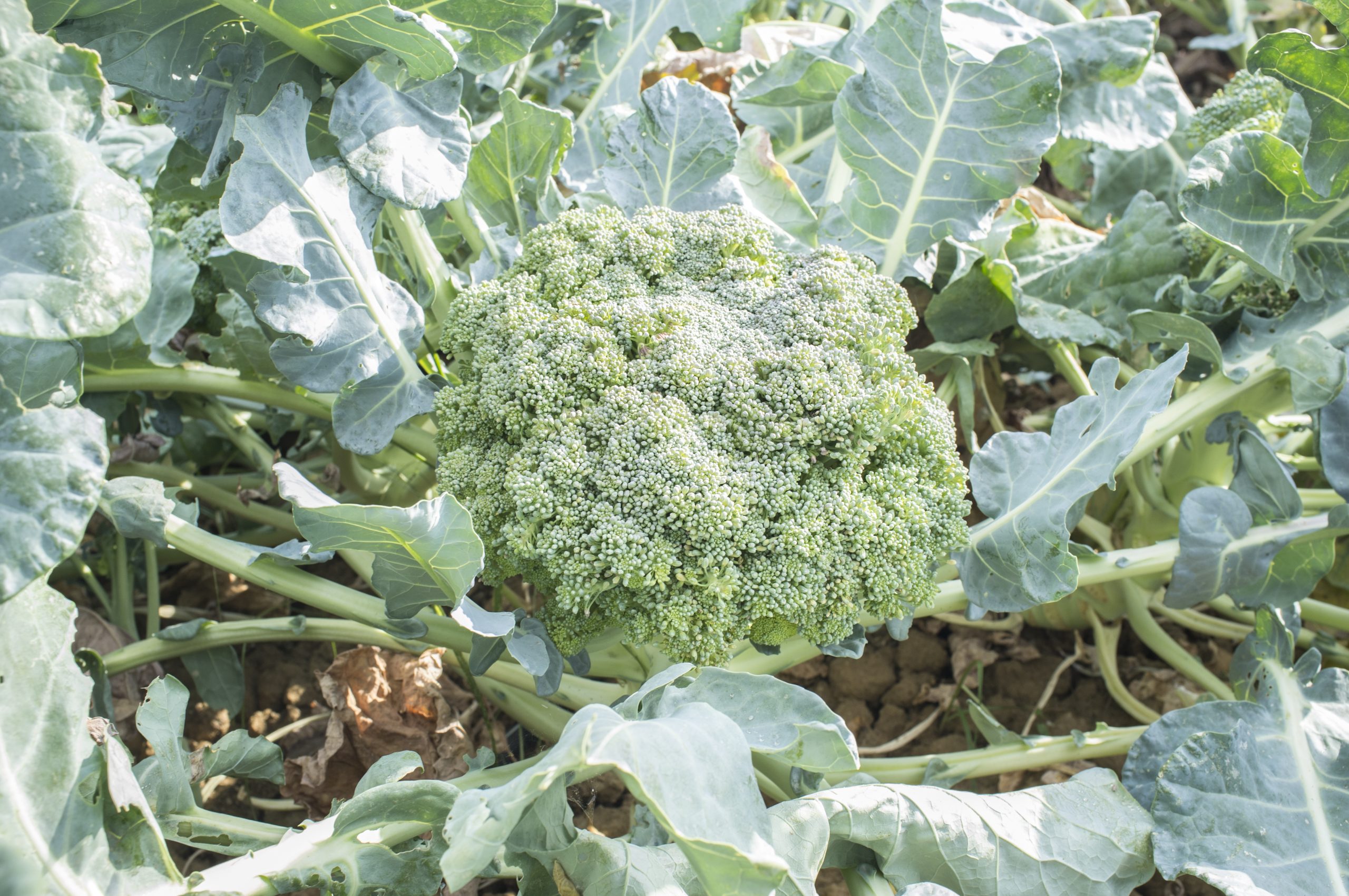 How to Grow Broccoli from Seeds in 3 Easy Steps - Micro Farm Days