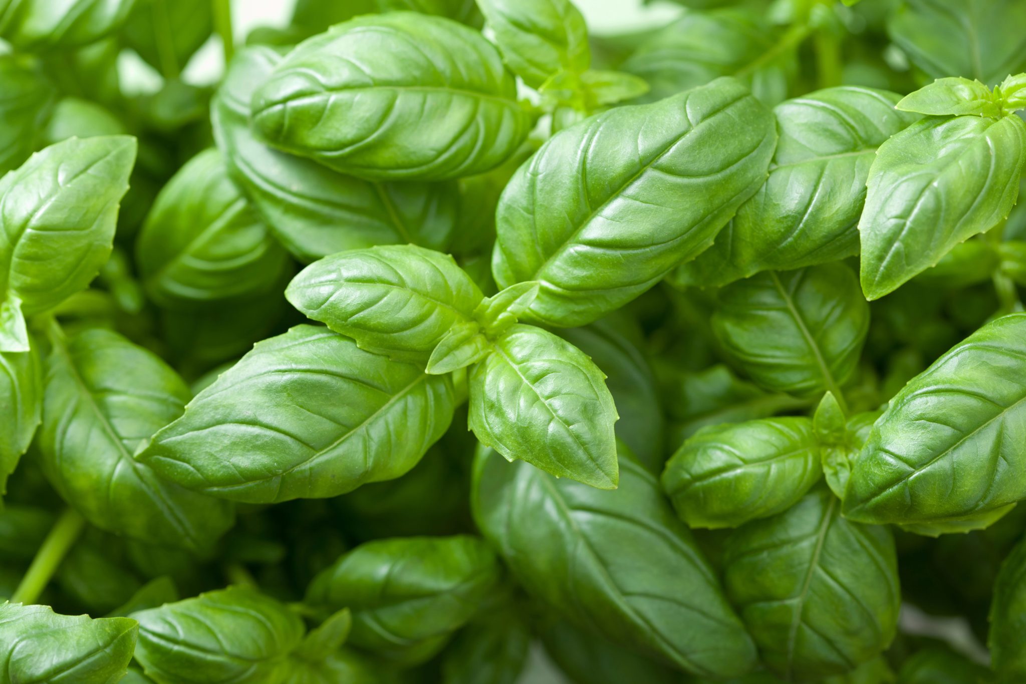 Beware of These Bad Companion Plants for Courgettes: A Guide to ...