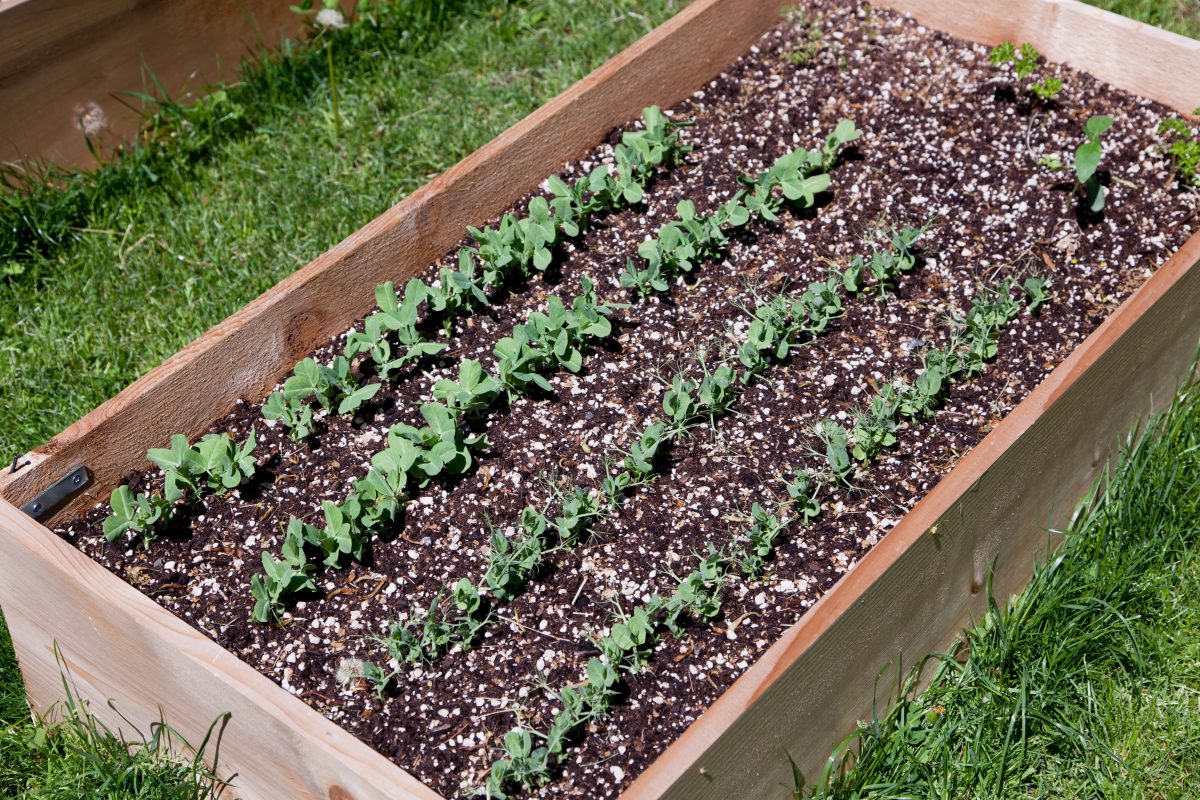 Cultivating Perfect Peas: A Step-by-Step Approach - Micro Farm Days