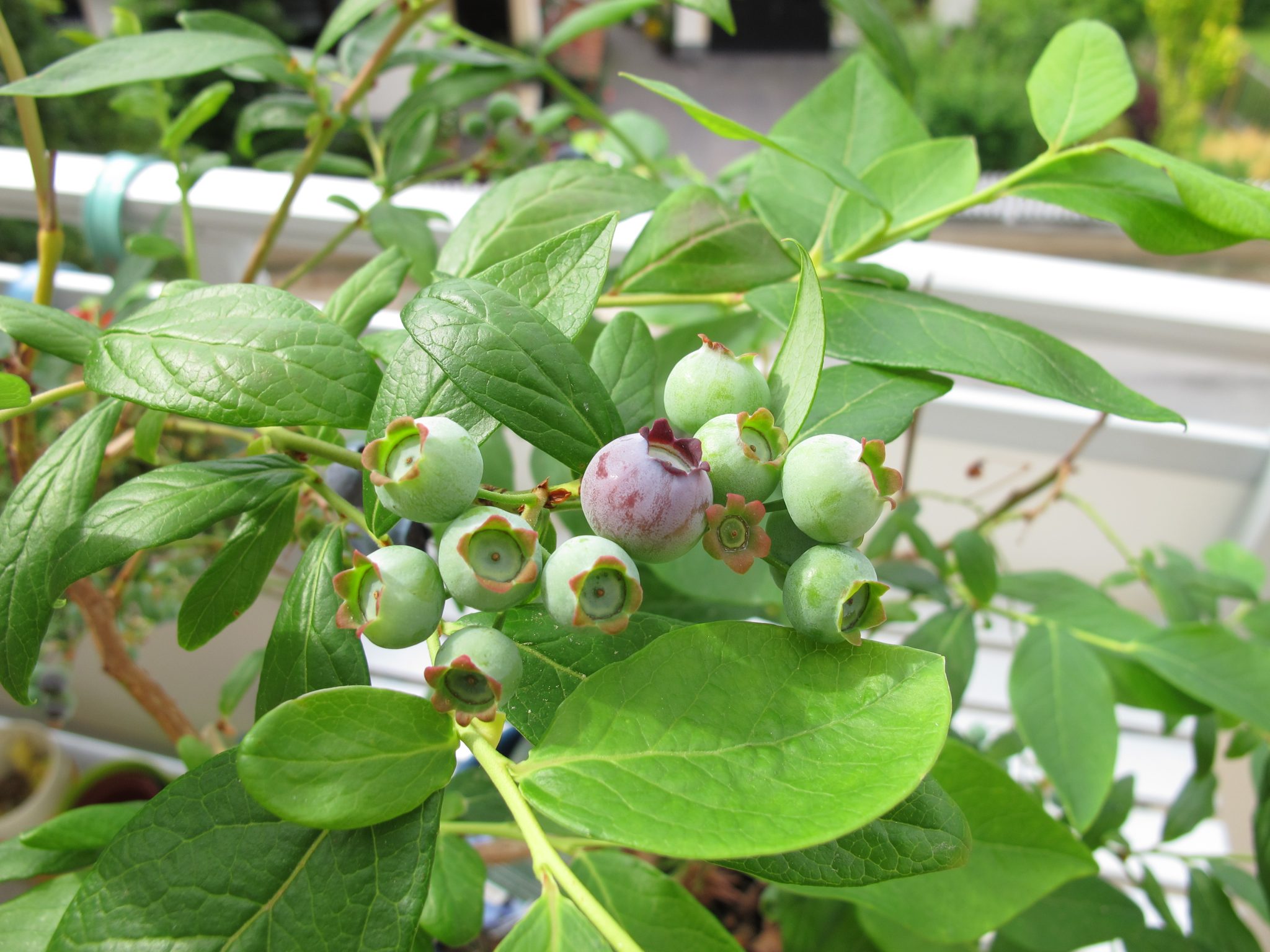 Blueberry Planting Season: Key Timelines & Tips - Micro Farm Days