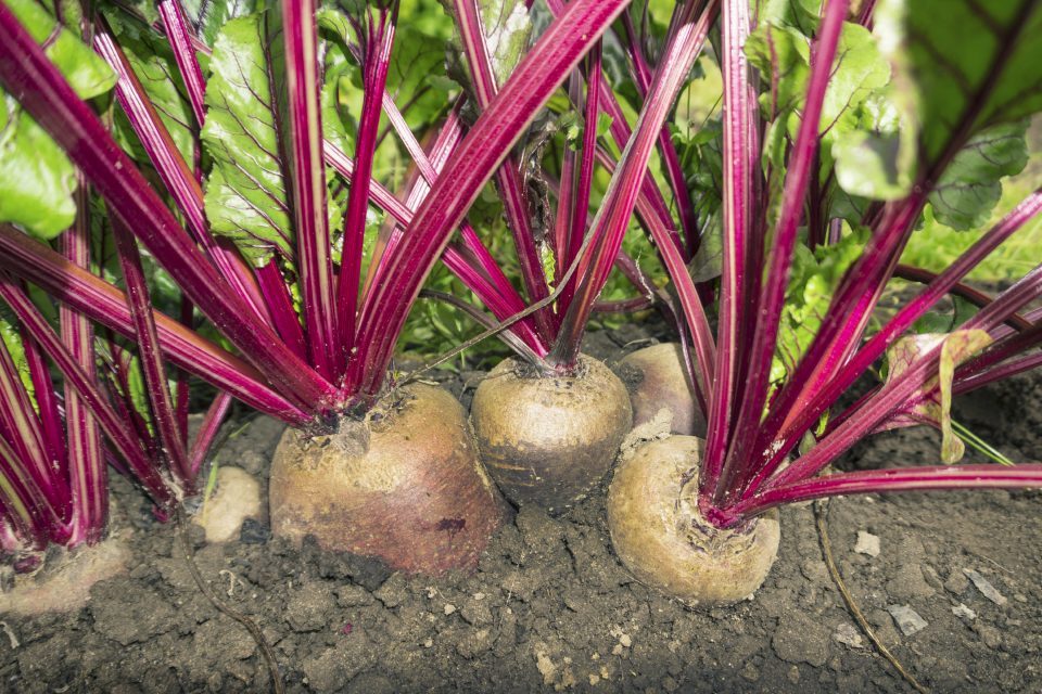 How to Grow Beetroot, A Step-by-Step Guide to Cultivating Joyful Roots ...