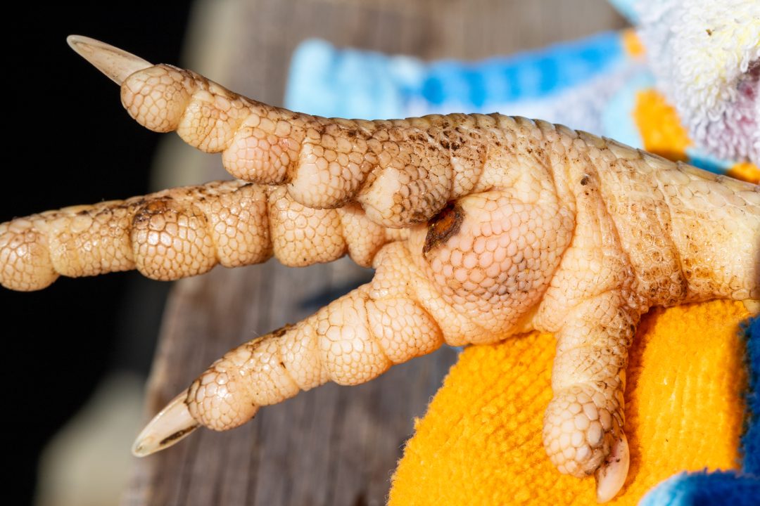 Soothing Steps: Treating Chicken Bumblefoot Naturally - Micro Farm Days