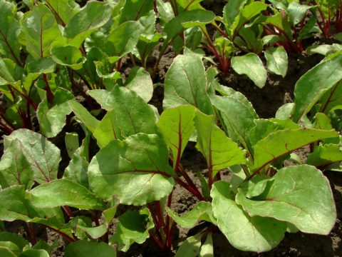 How to Grow Beetroot, A Step-by-Step Guide to Cultivating Joyful Roots ...