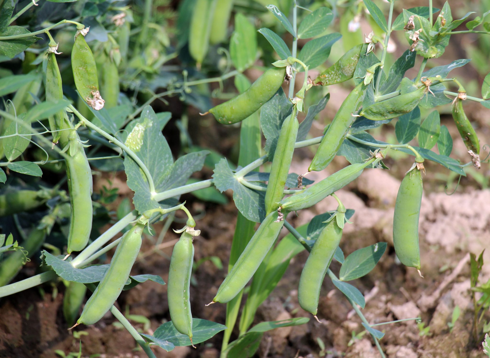 Beware of These Bad Companion Plants for Courgettes: A Guide to ...