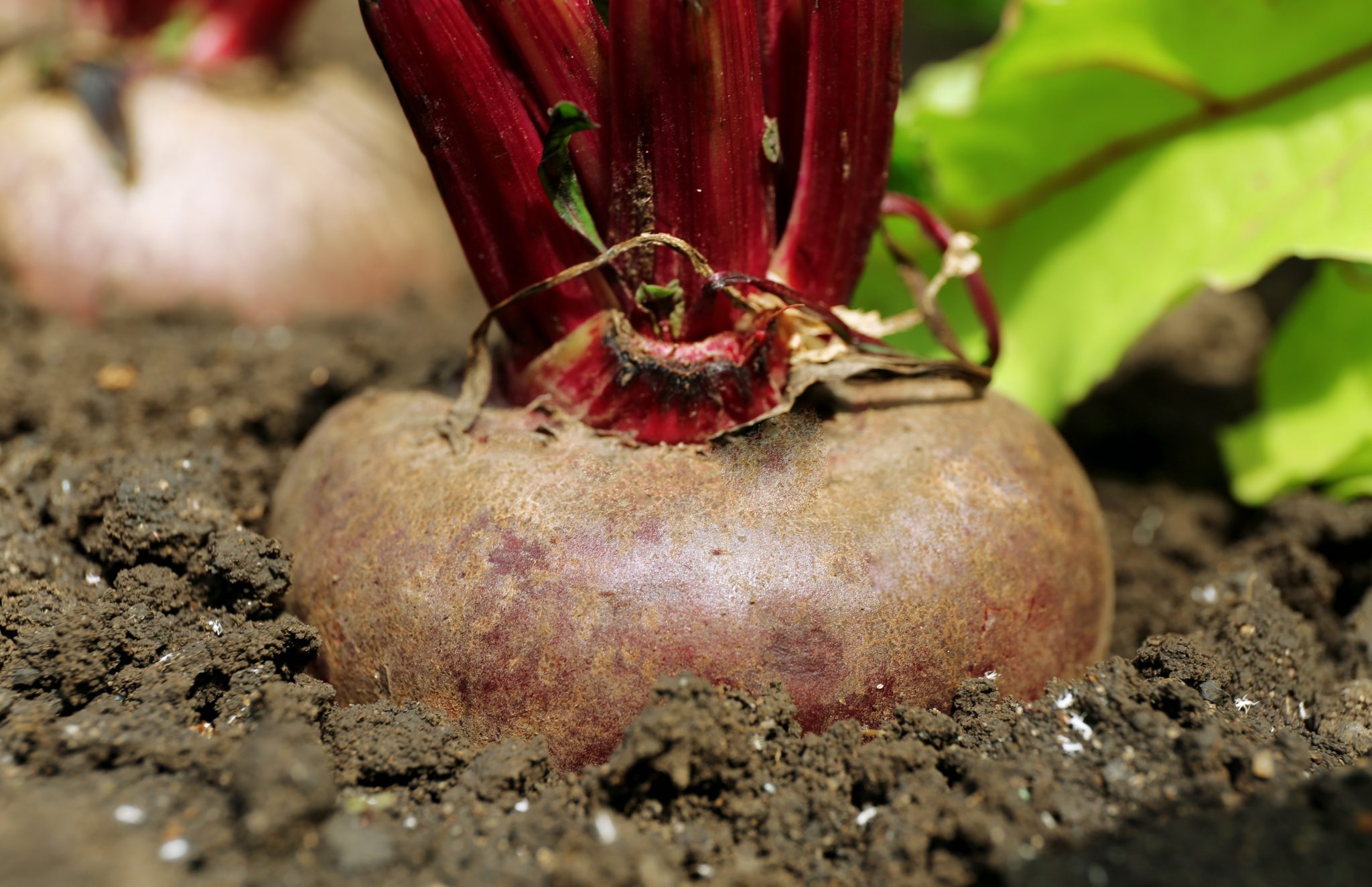Beware of These Bad Companion Plants for Courgettes: A Guide to ...