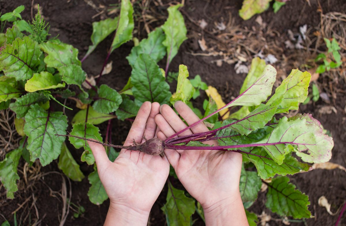 How to Grow Beetroot, A Step-by-Step Guide to Cultivating Joyful Roots ...