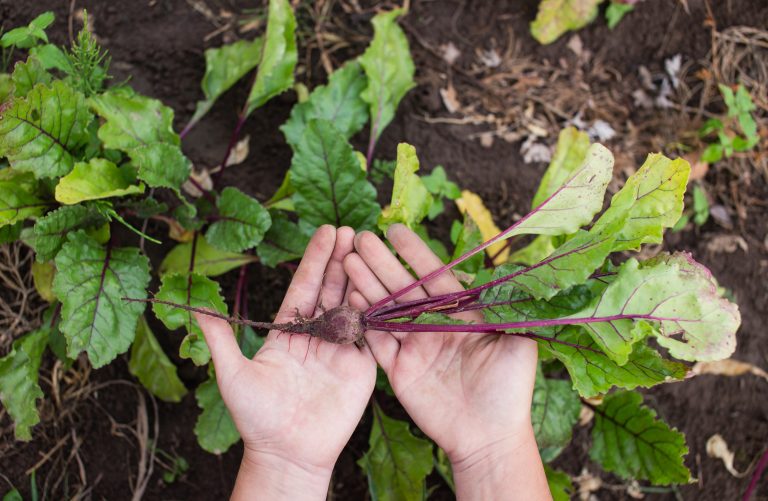 How to Grow Beetroot, A Step-by-Step Guide to Cultivating Joyful Roots ...