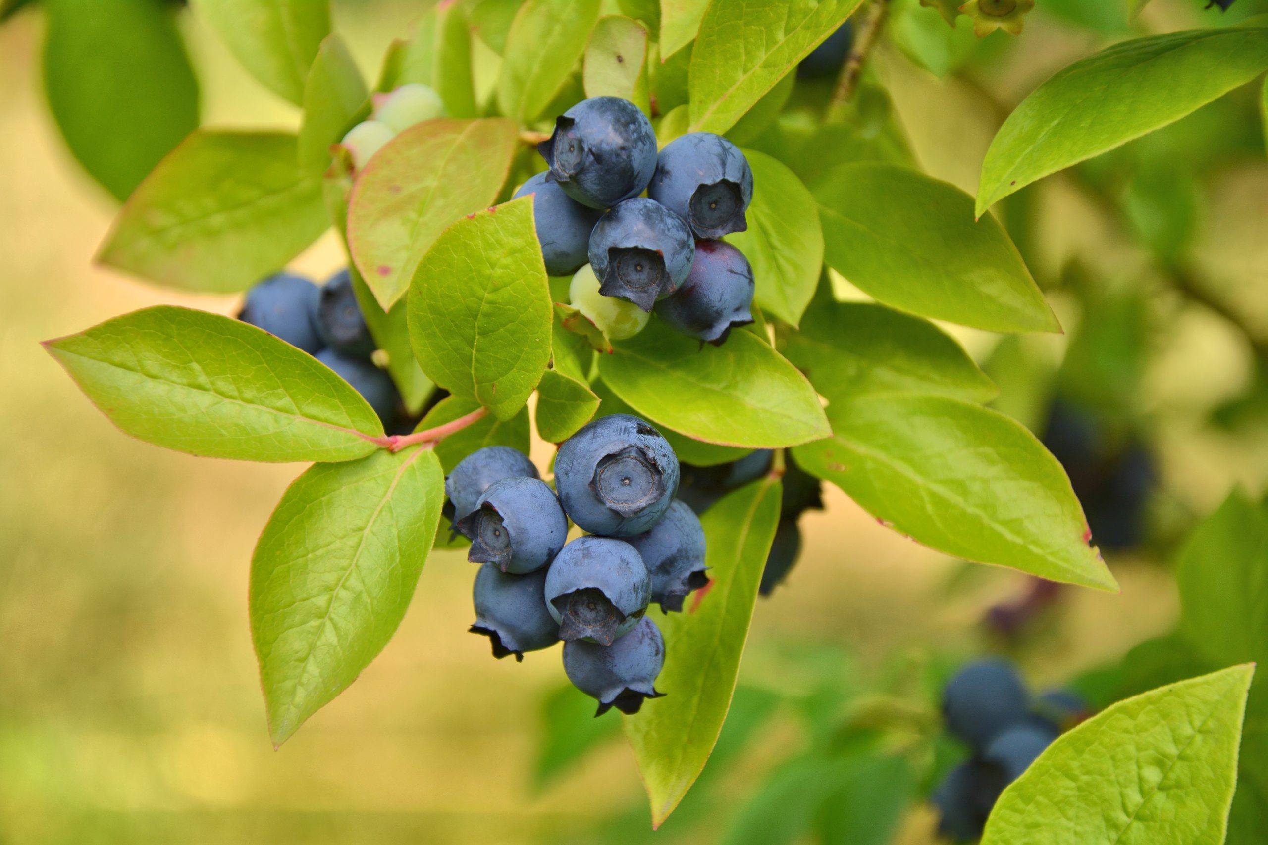Blueberry Planting Season: Key Timelines & Tips - Micro Farm Days
