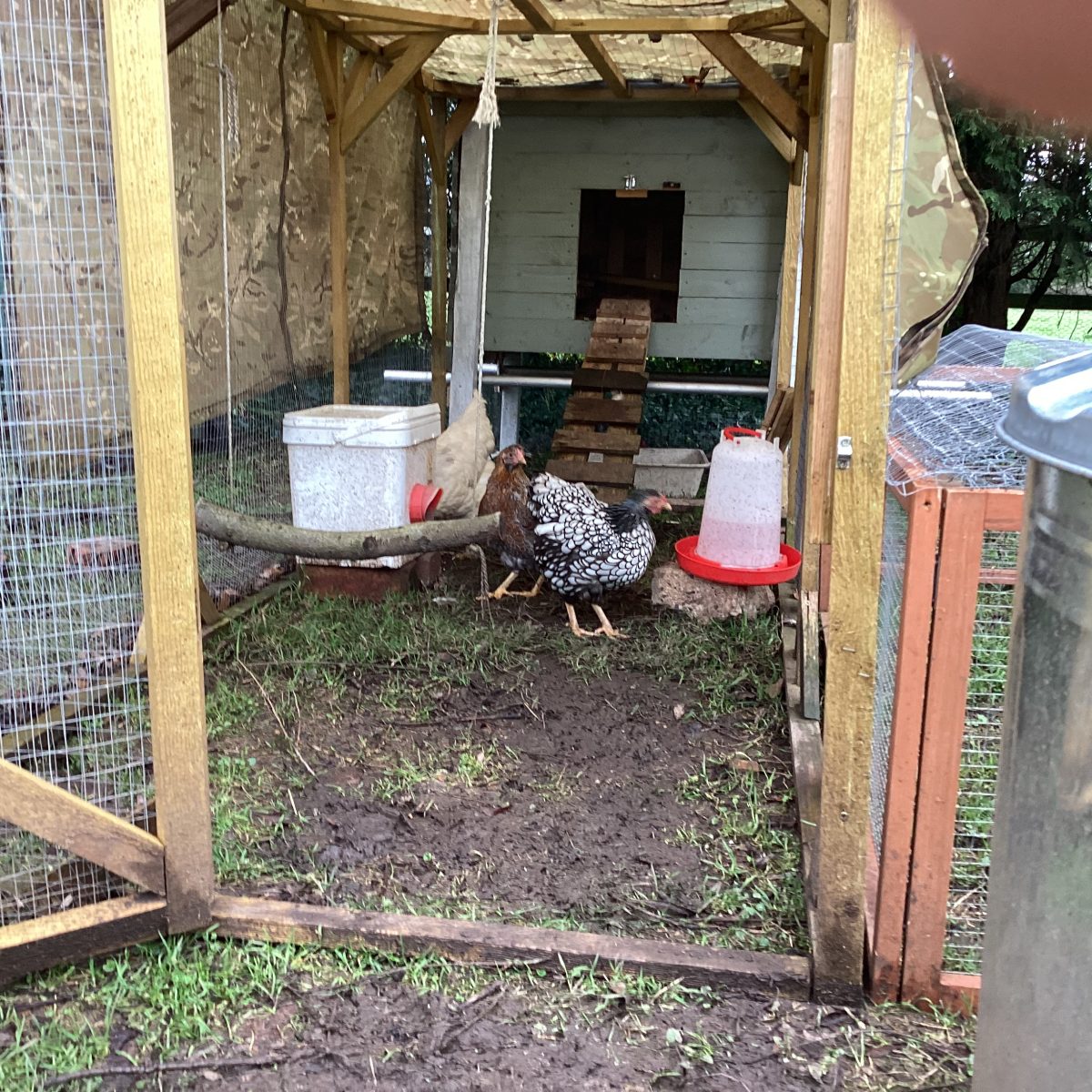 Can You Put Quail with Chickens? A Comprehensive Guide - Micro Farm Days