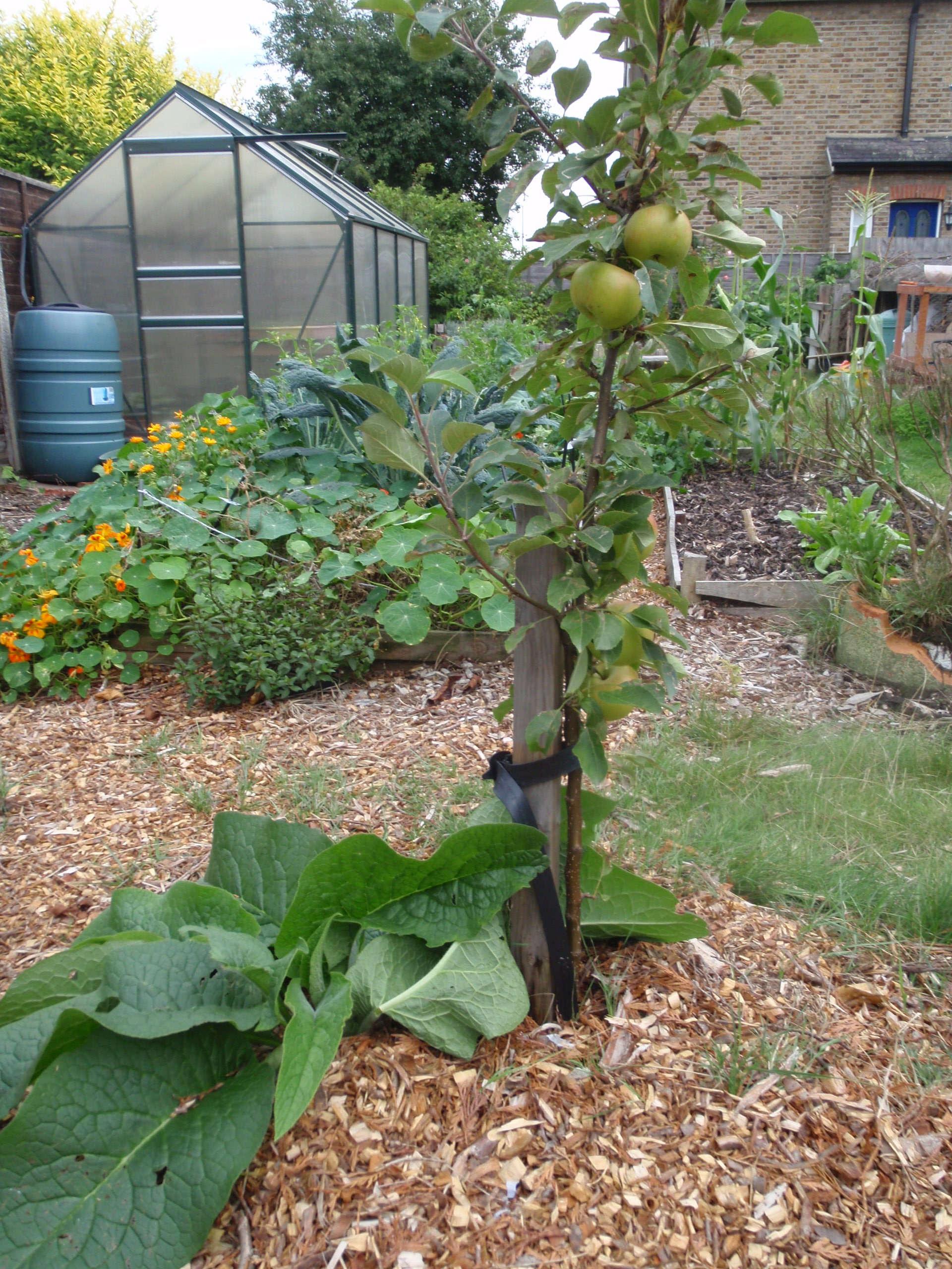 Accelerating Tree Growth: Strategies for How to Get Trees to Grow ...