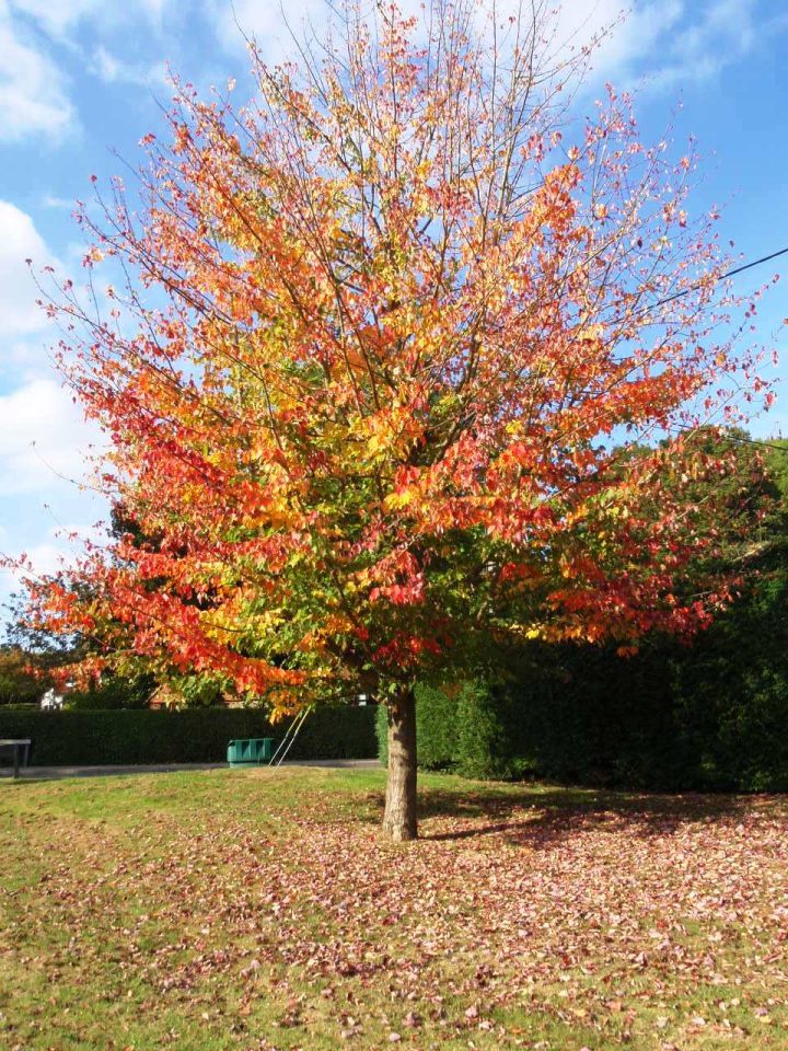 Accelerating Tree Growth: Strategies for How to Get Trees to Grow ...