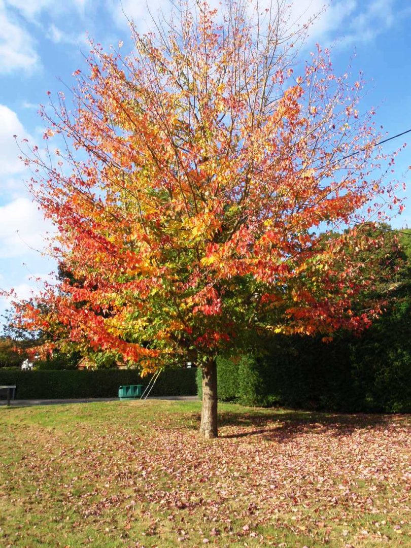 Accelerating Tree Growth: Strategies for How to Get Trees to Grow ...