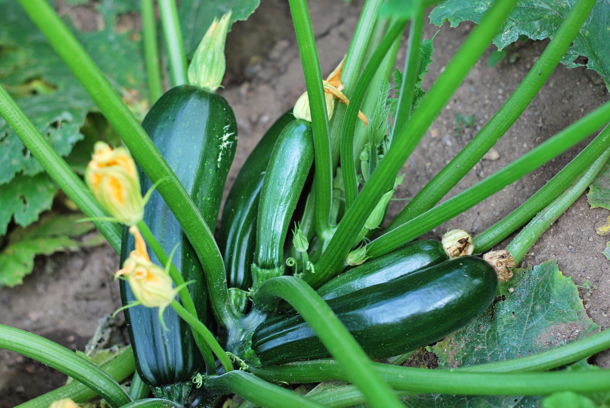 Beware of These Bad Companion Plants for Courgettes: A Guide to ...