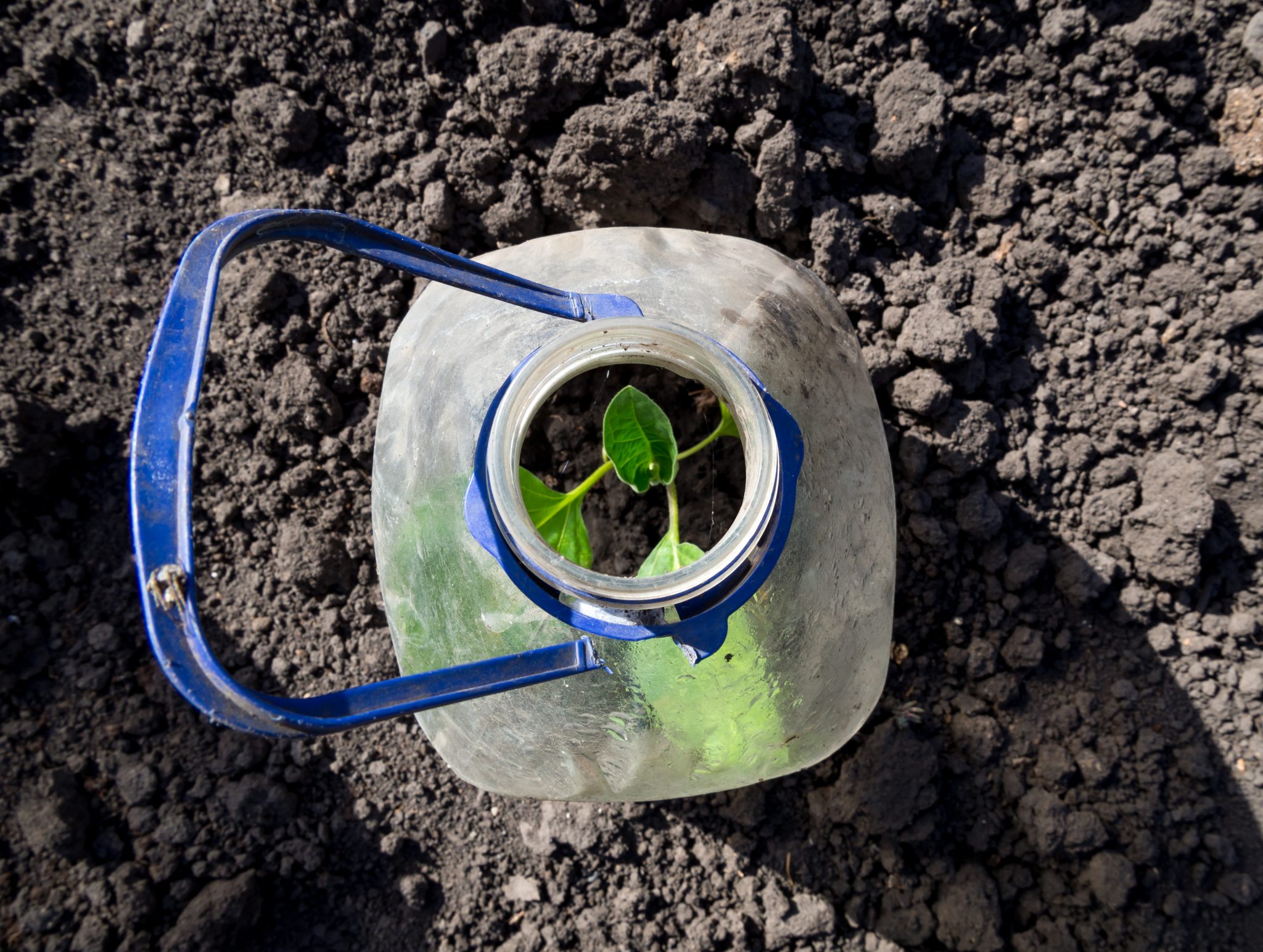 Uncovering the Truth: How Long Can You Leave Plants Covered? - Micro ...