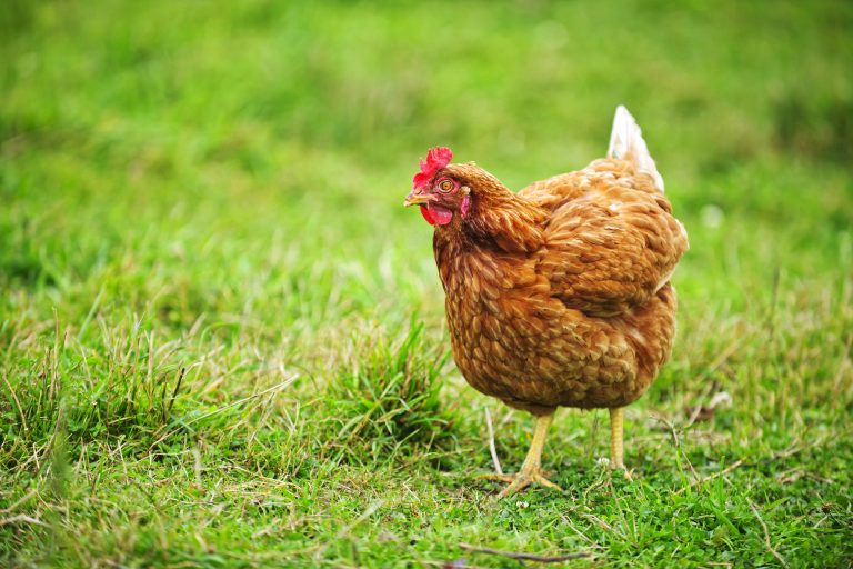Exploring the Heights of Chickens: From Bantams to Giants - Micro Farm Days