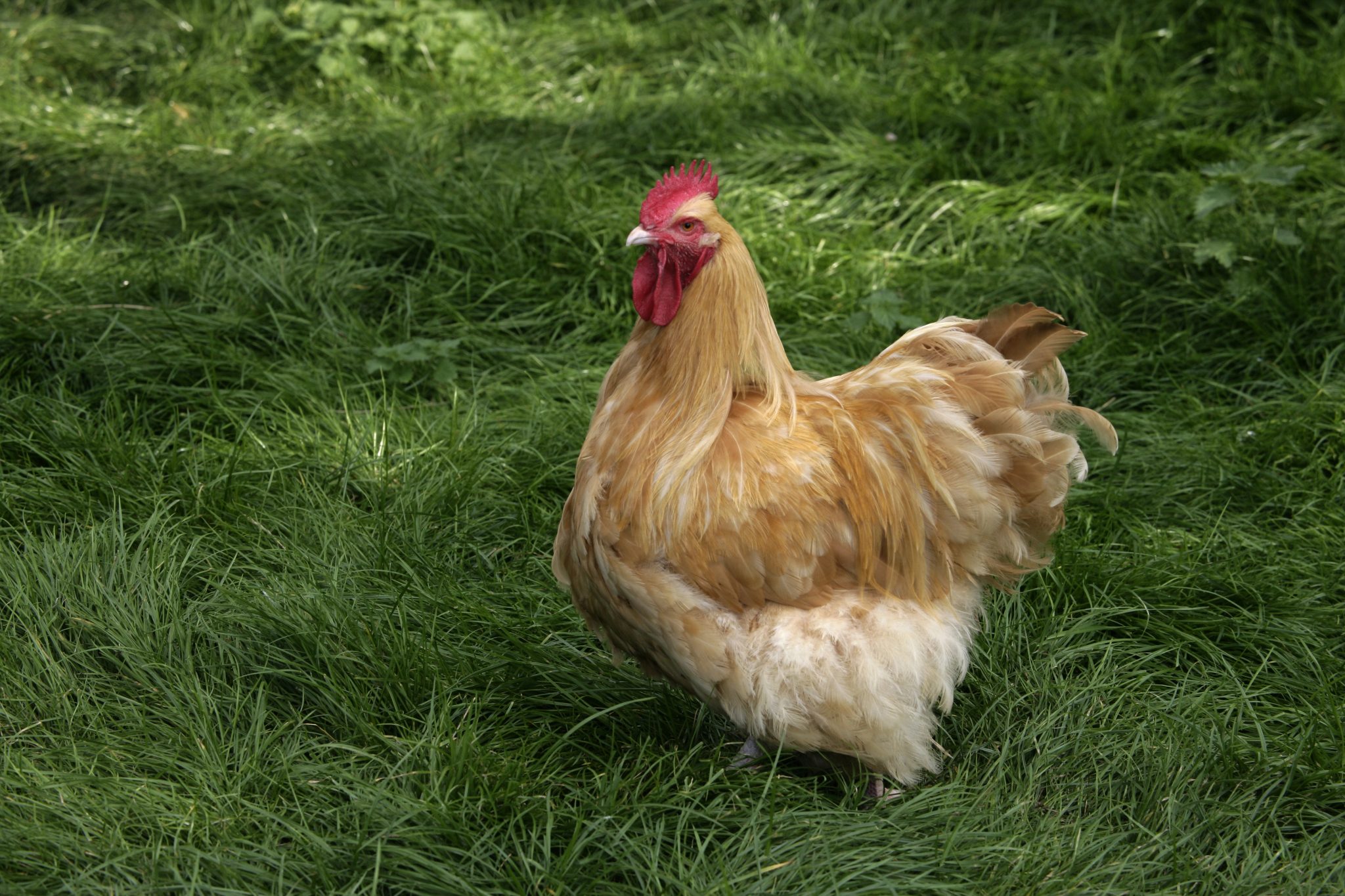 Exploring the Heights of Chickens: From Bantams to Giants - Micro Farm Days
