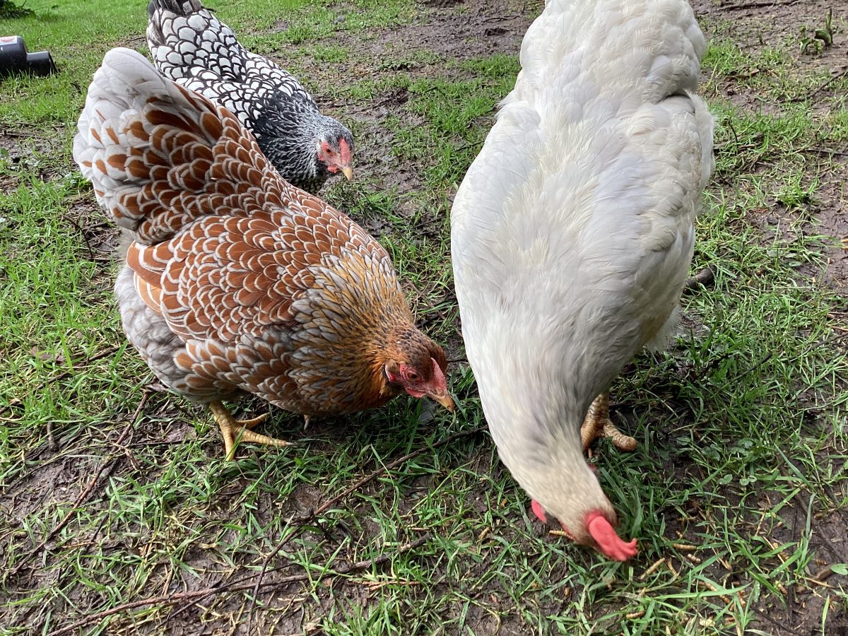 How many chickens do I need for eggs for a family of 4? - Micro Farm Days