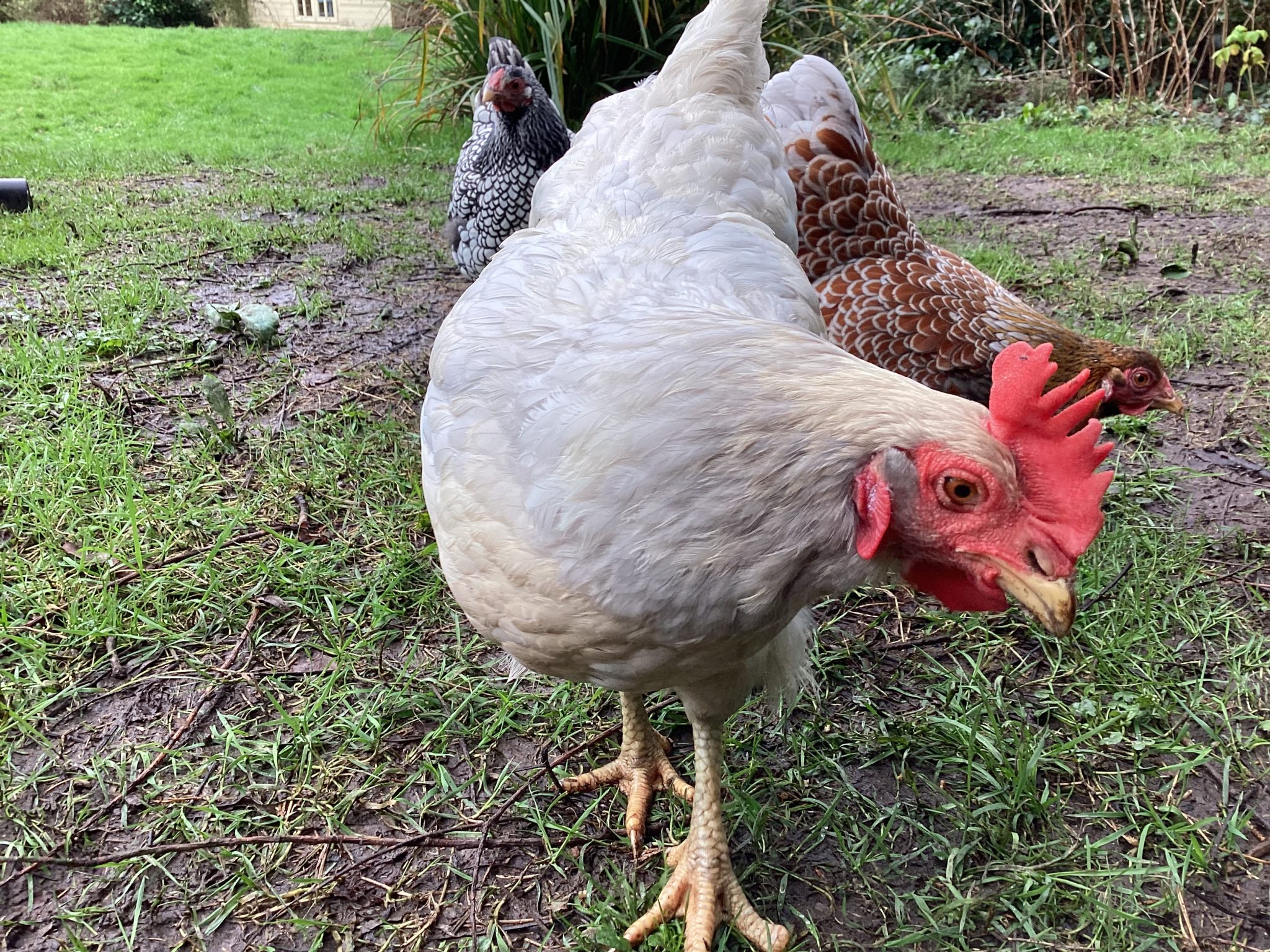 Do Chickens Sleep at Night? A Guide for Chicken Keepers - Micro Farm Days