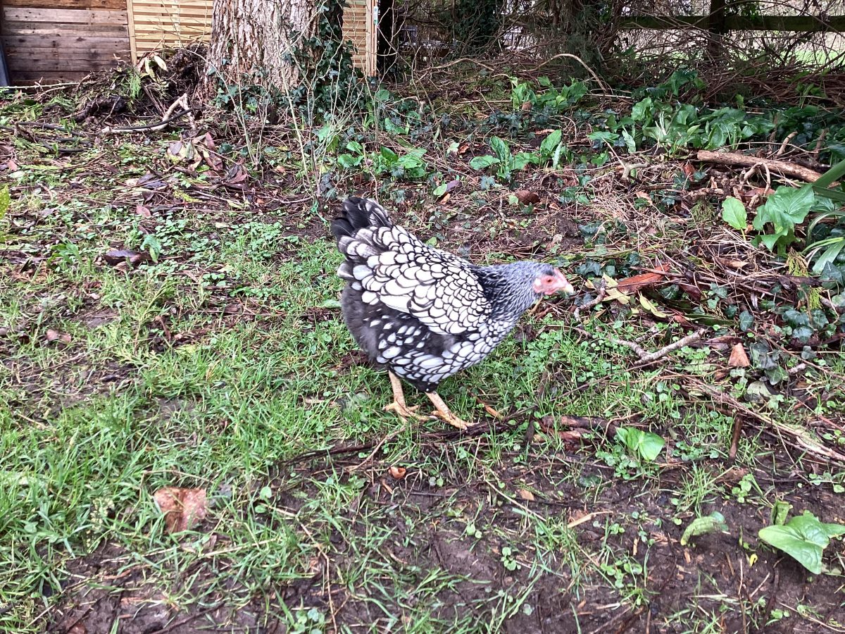 Exploring the Heights of Chickens: From Bantams to Giants - Micro Farm Days