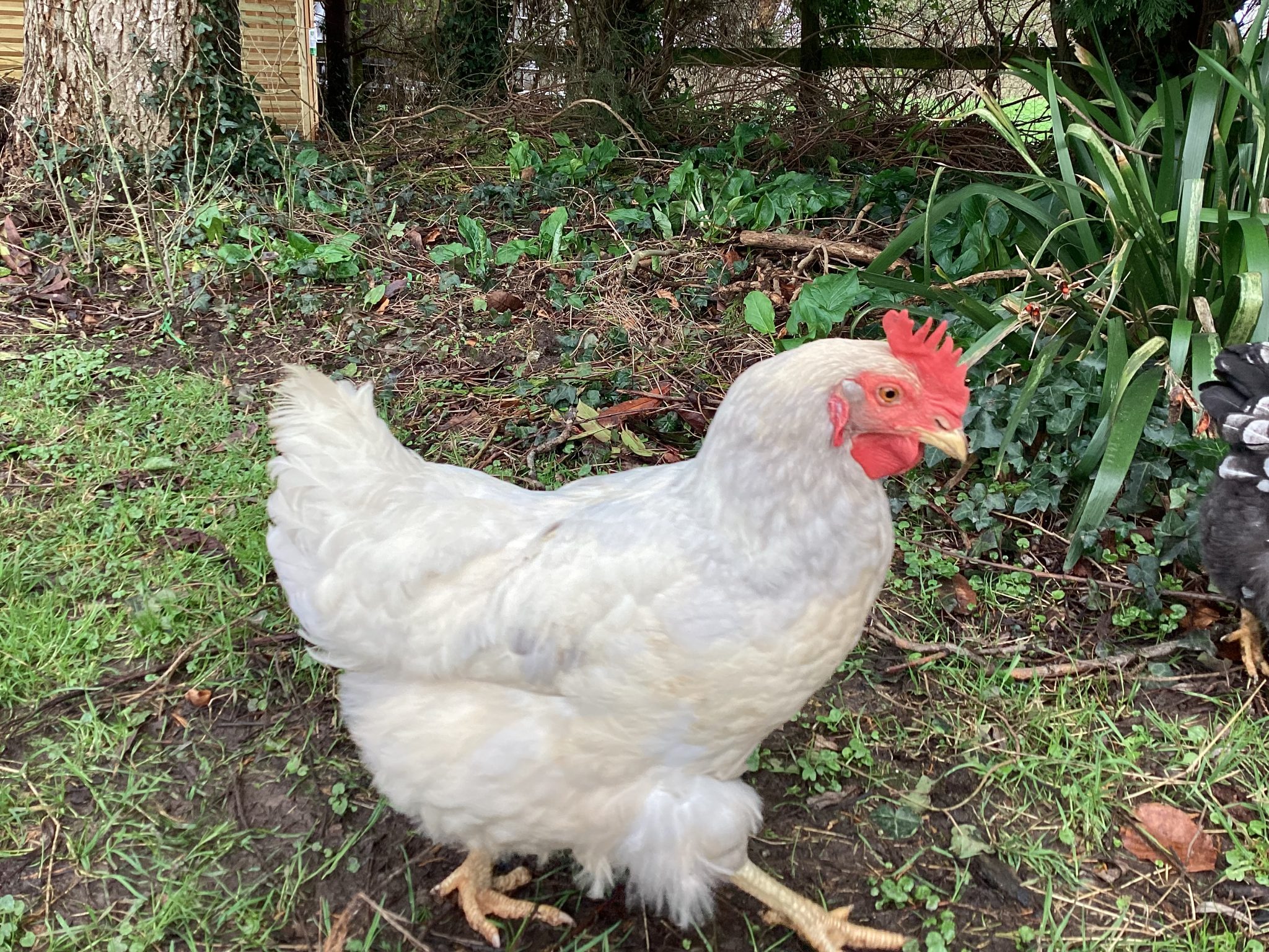 The Ultimate Guide to the Best Egg-Laying Chickens: Top 5 Best Egg ...