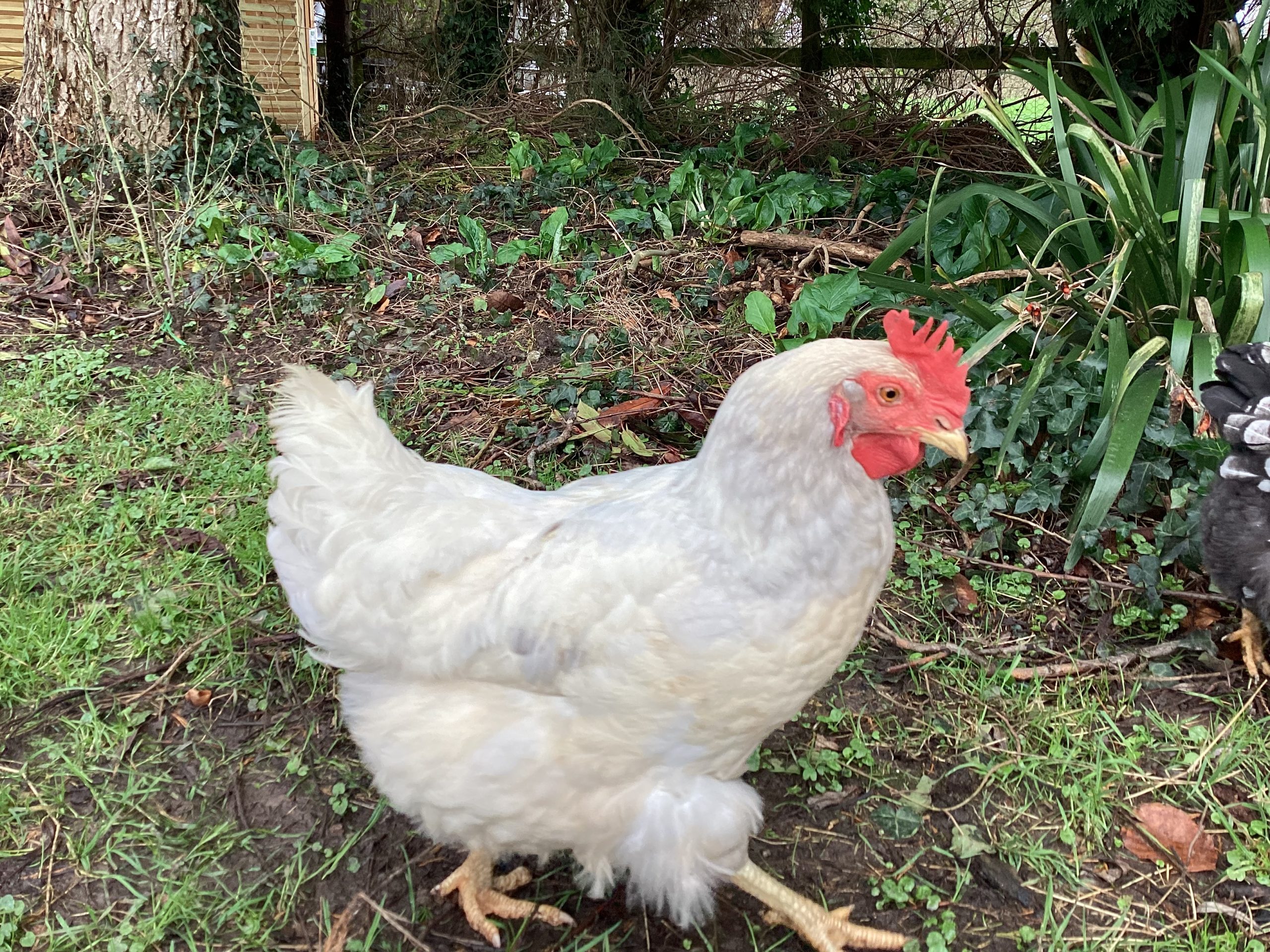 Chicken Love: 5 Ways That Chickens Show Affection - Micro Farm Days