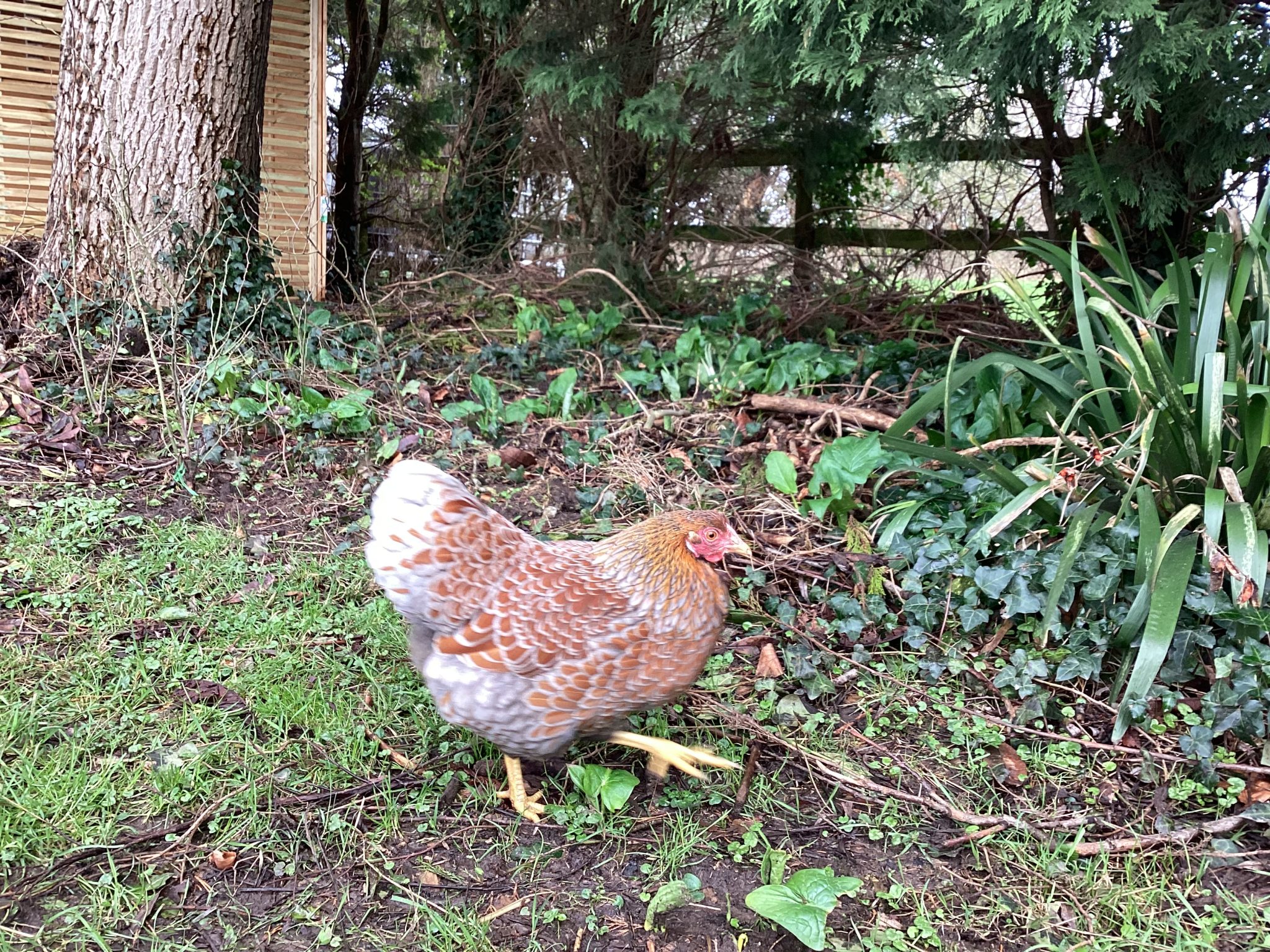 Exploring the Heights of Chickens: From Bantams to Giants - Micro Farm Days