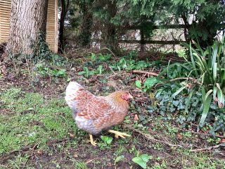 Exploring the Heights of Chickens: From Bantams to Giants - Micro Farm Days