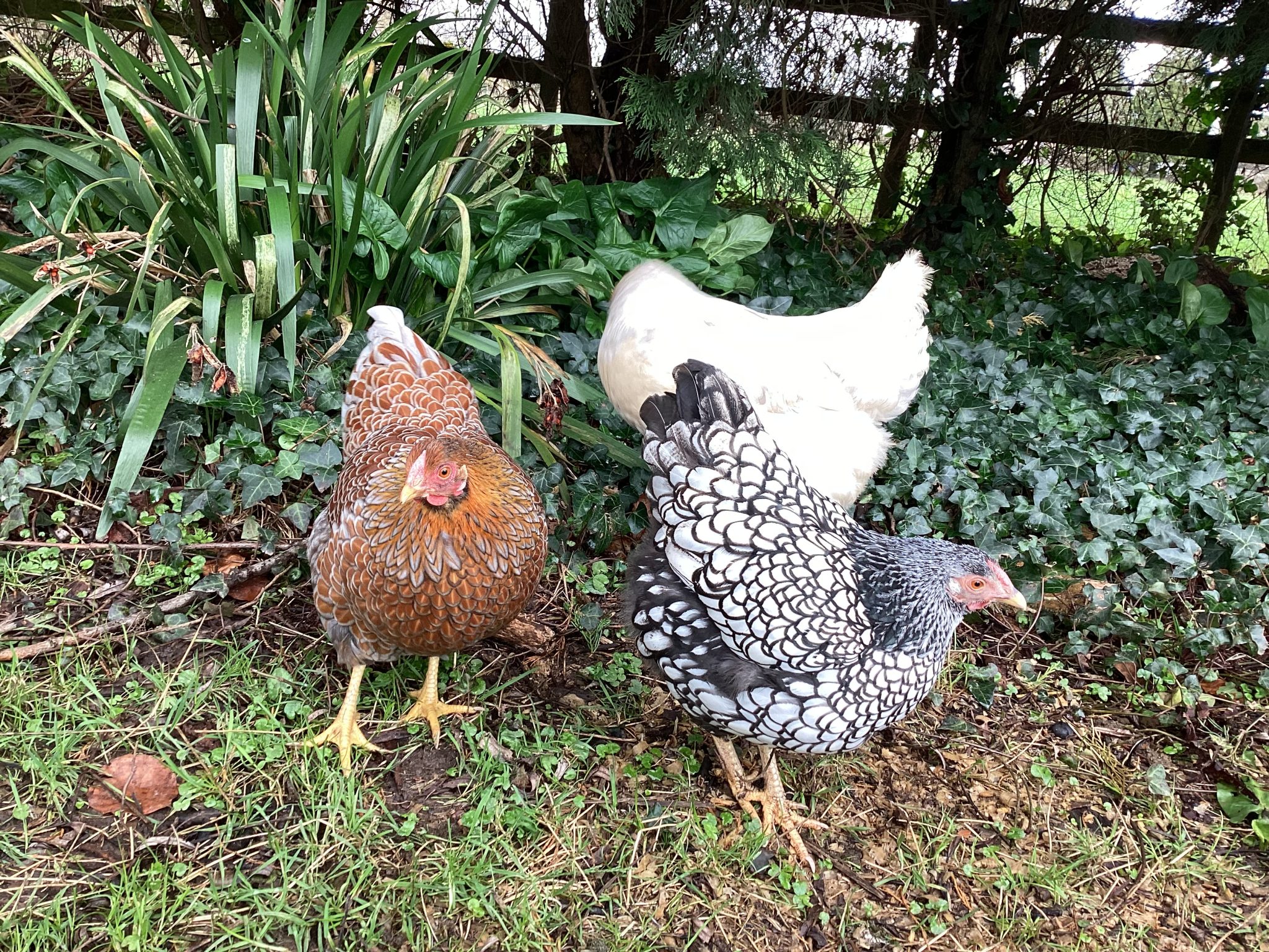 Guarding Your Flock: 8 Ways to Get Rid of Hawks from Your Chicken Coop ...