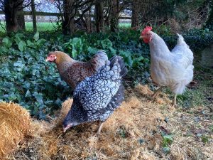 Do Chickens Sleep at Night? A Guide for Chicken Keepers - Micro Farm Days