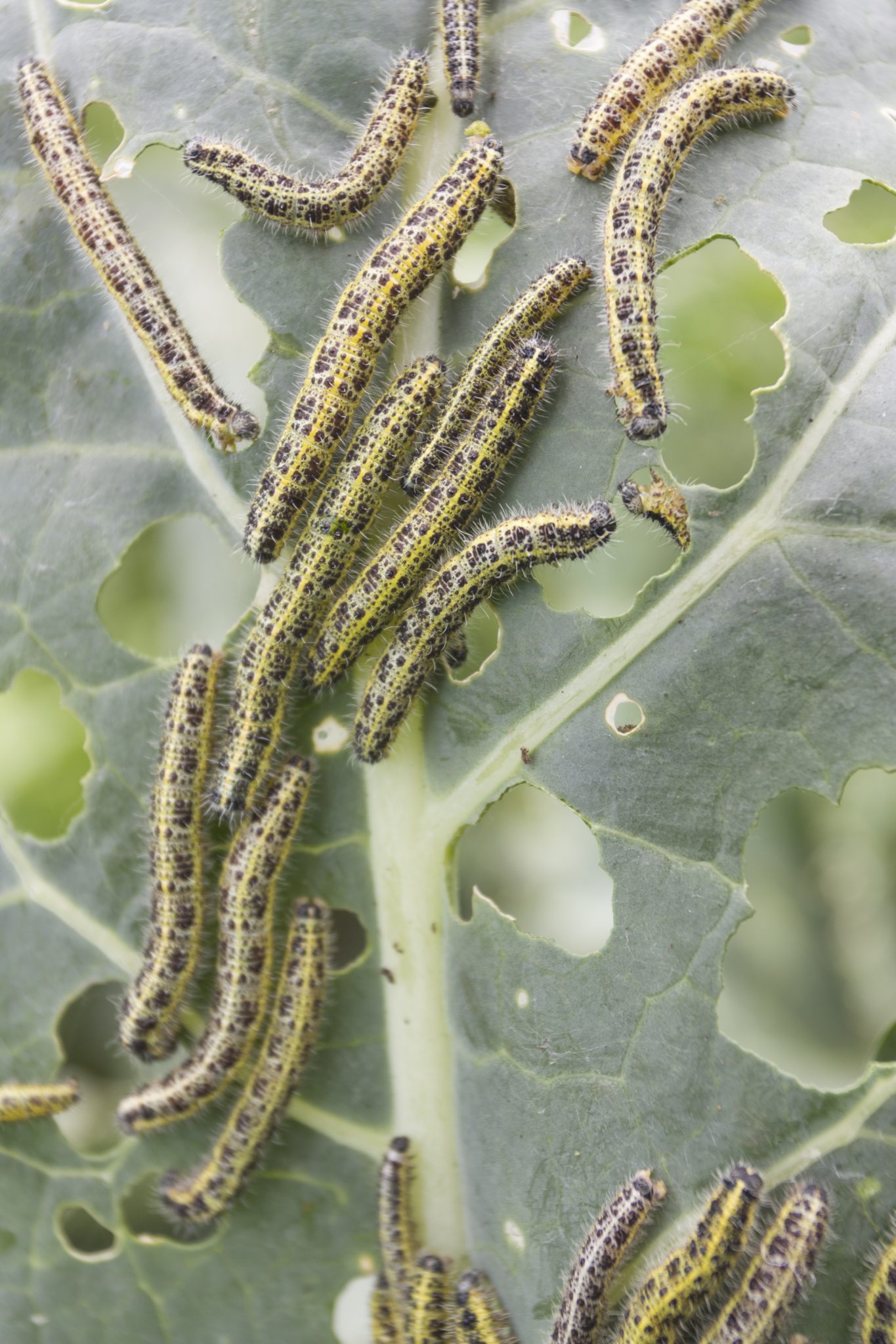 A Guide to Banishing Worms from Your Plants Naturally: How to Get Rid ...