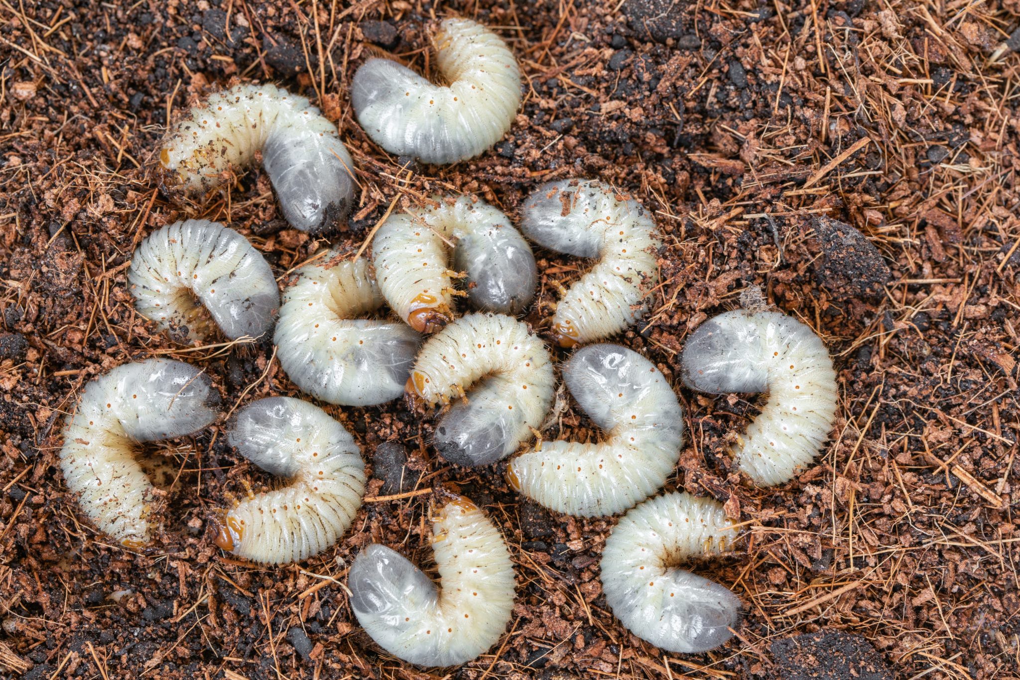 A Guide to Banishing Worms from Your Plants Naturally: How to Get Rid ...