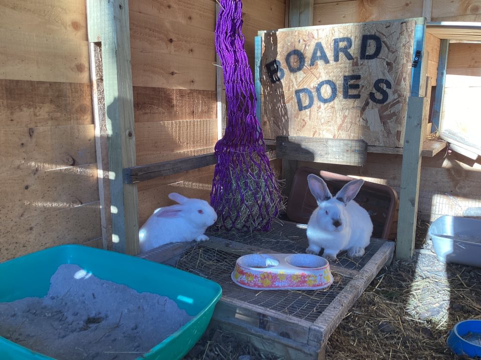 Protecting Rabbits: What European Predators Do They Have? - Micro Farm Days