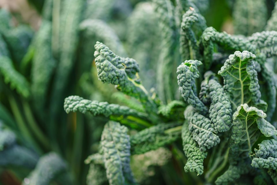 Kale: Tips, Tricks, Pros And Cons To Feed Your Chickens - Micro Farm Days