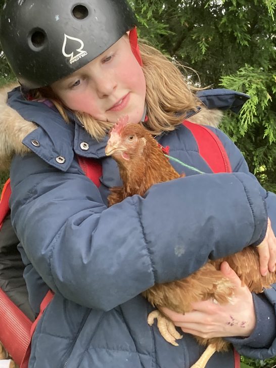 Chicken Love: 5 Ways That Chickens Show Affection - Micro Farm Days