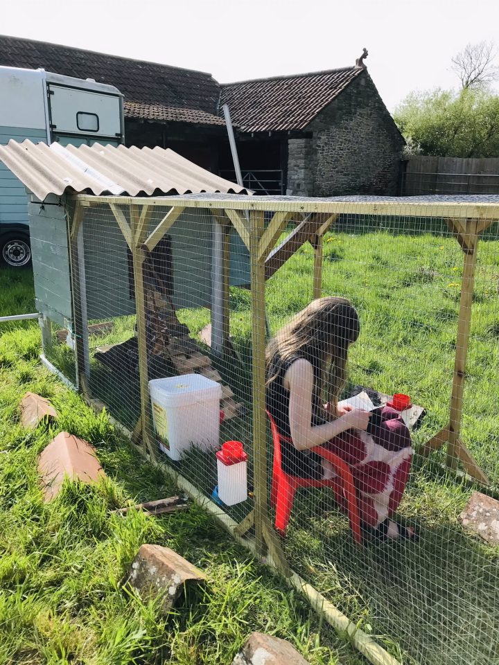 Getting Started With Taming - Raising Friendly Chickens - Micro Farm Days