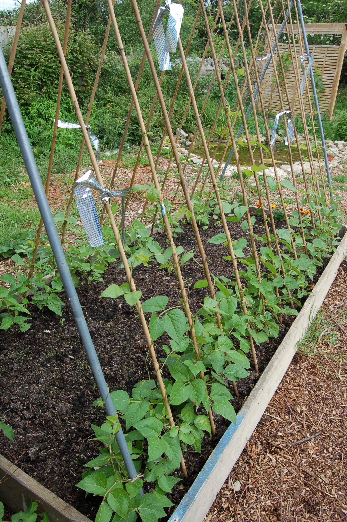 What Are Plug Plants? Why Bother And How To Use Them. - Micro Farm Days